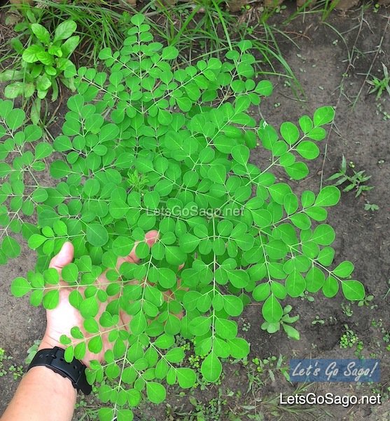 Buhian Diversified Farm Starts Our Mindanao Organic Farms’ Tour
